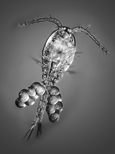 APEX-PODS™ | Apocyclops panamensis | Live Copepods for Sale | Buy Pods ...