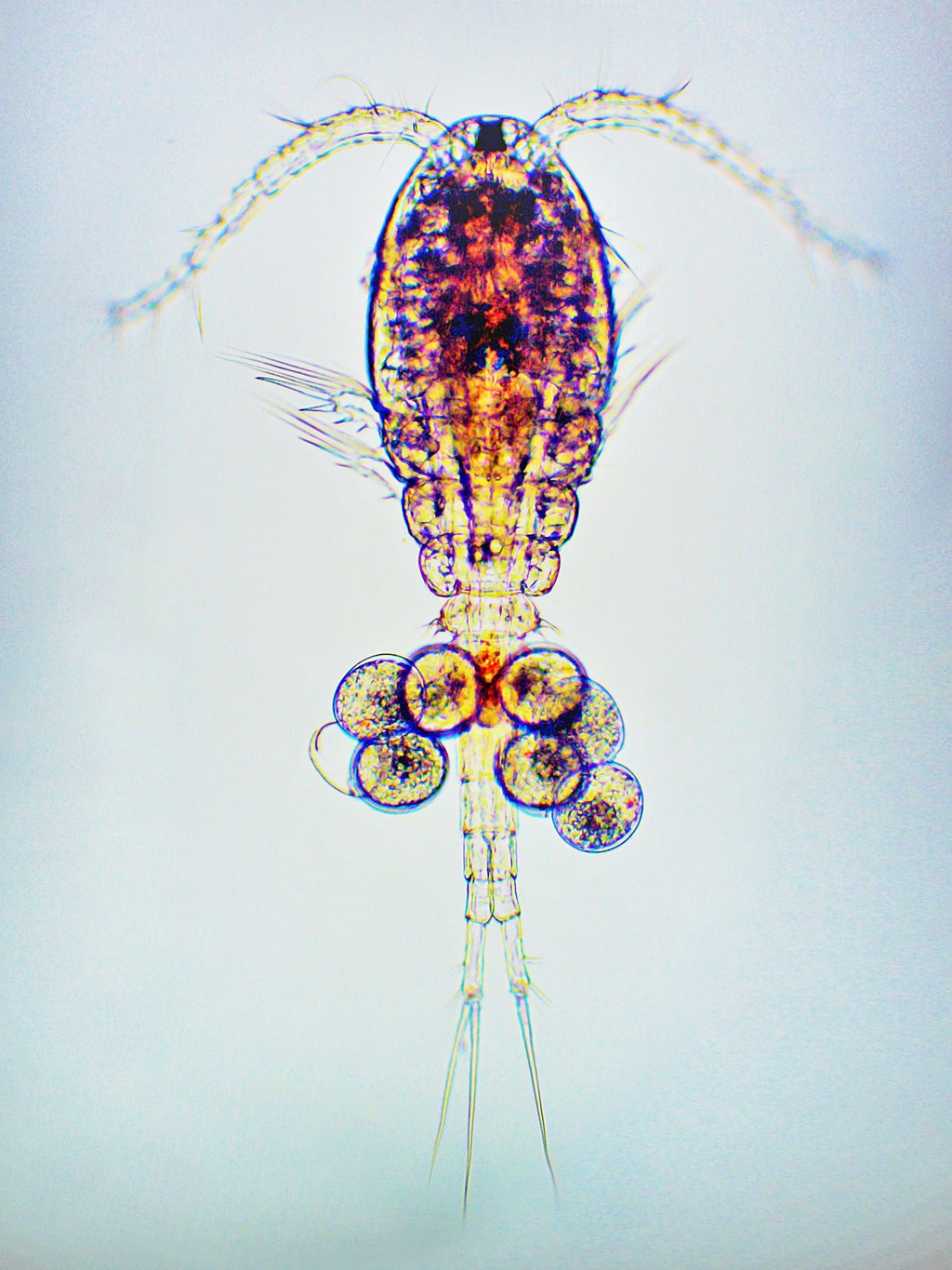 APEX-PODS™ | Apocyclops panamensis | Live Copepods for Sale | Buy Pods ...