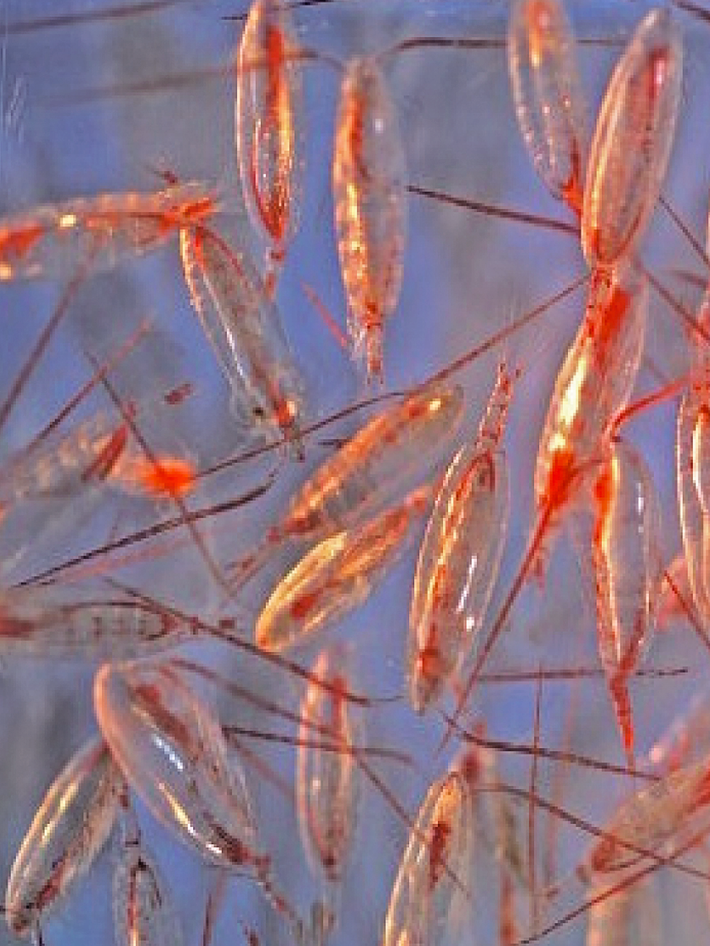 Arcti-Pods® | Angelfish Food | Cardinal Fish Food – Reef Nutrition