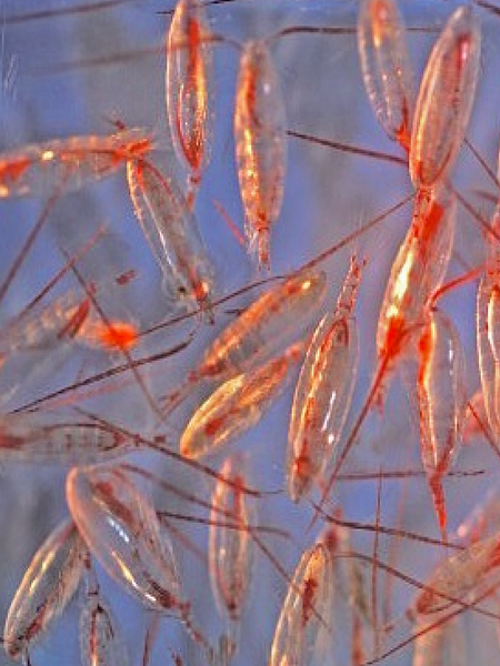 Arcti-Pods® | Angelfish Food | Cardinal Fish Food – Reef Nutrition