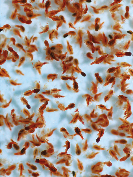 Tigger-Pods | Tigriopus californicus | Live Copepods for Sale | Buy ...